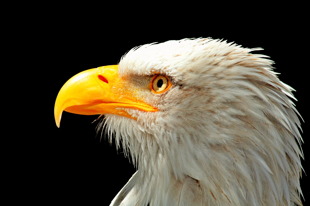 Adler,plikas erelis,raptoras,paukštis,plėšrusis paukštis - nemokamos ...
