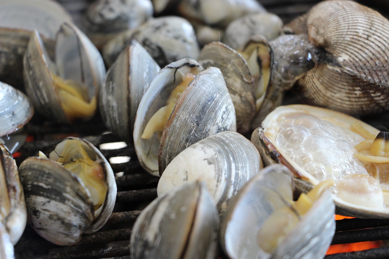 Clam,jūros gėrybės,virimo,kepti ant grotelių,maistas - nemokamos ...