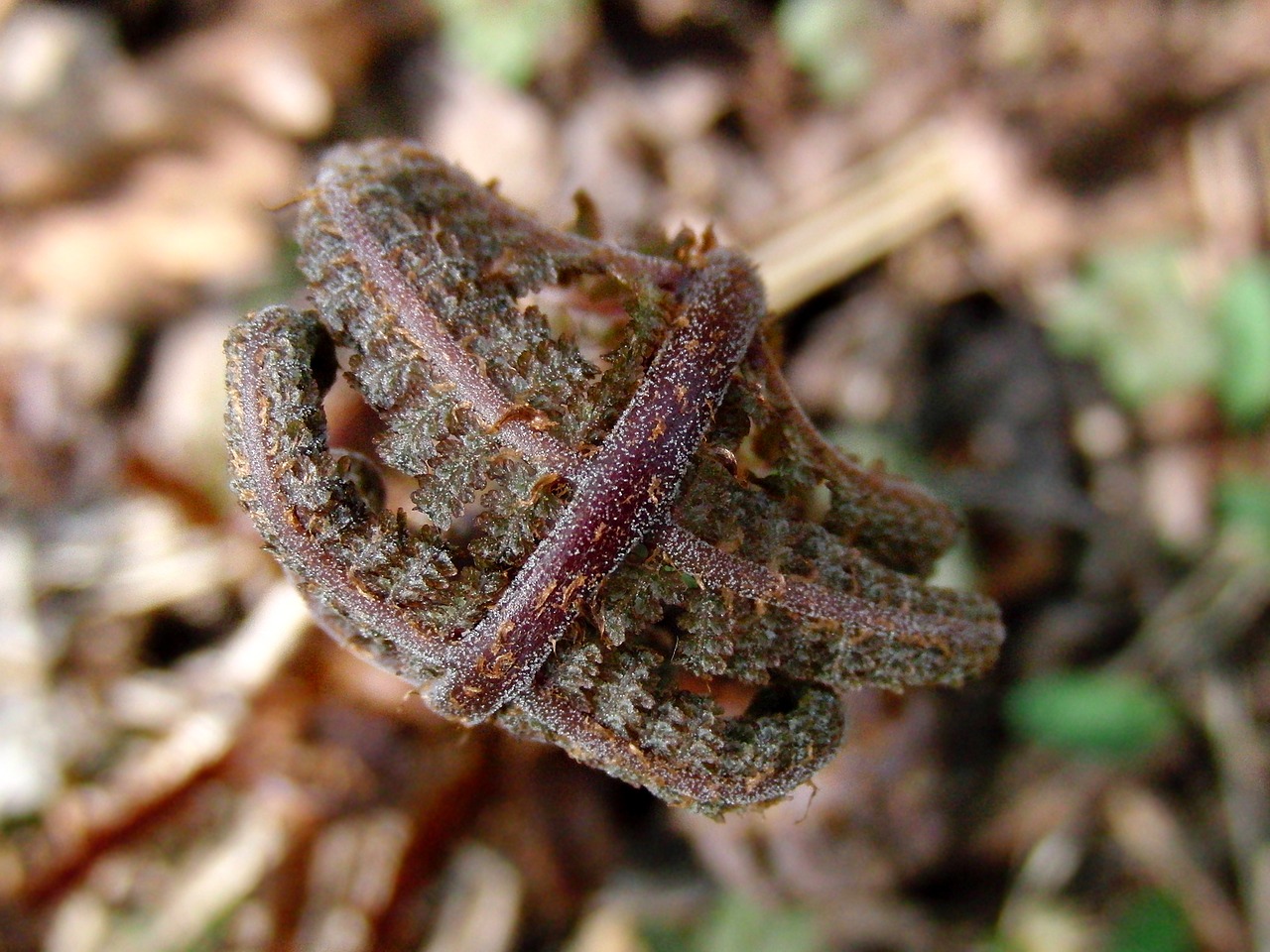 Papartis,paparčio daigas,augalas,gamta,miškas - nemokamos nuotraukos ...