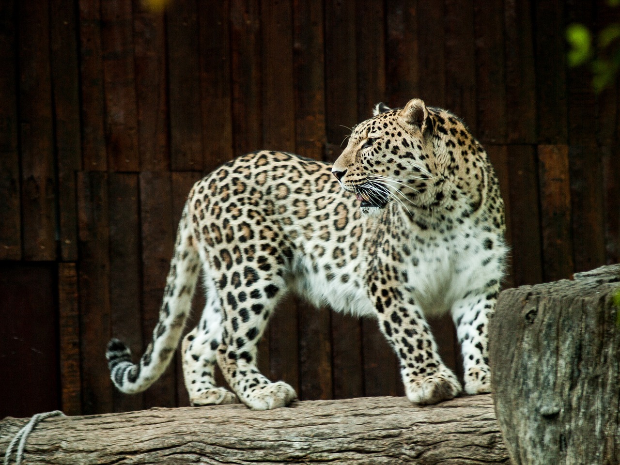 Leopardas,fauna,kačių,dėmės,oda - nemokamos nuotraukos. Mediakatalogas.lt