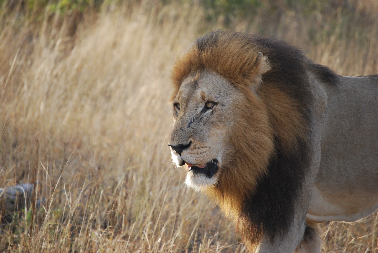Liūtas,pietų afrika,safari,afrika,laukinė gamta - nemokamos nuotraukos ...