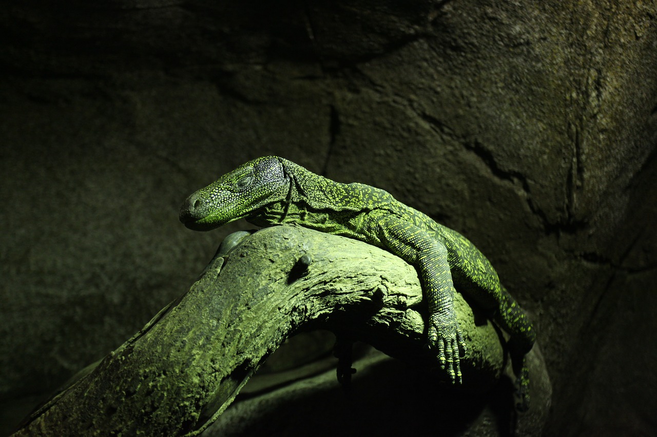 Driežas,gyvūnas,gyvūnų pasaulis,fauna,egzotinis gyvūnas - nemokamos ...