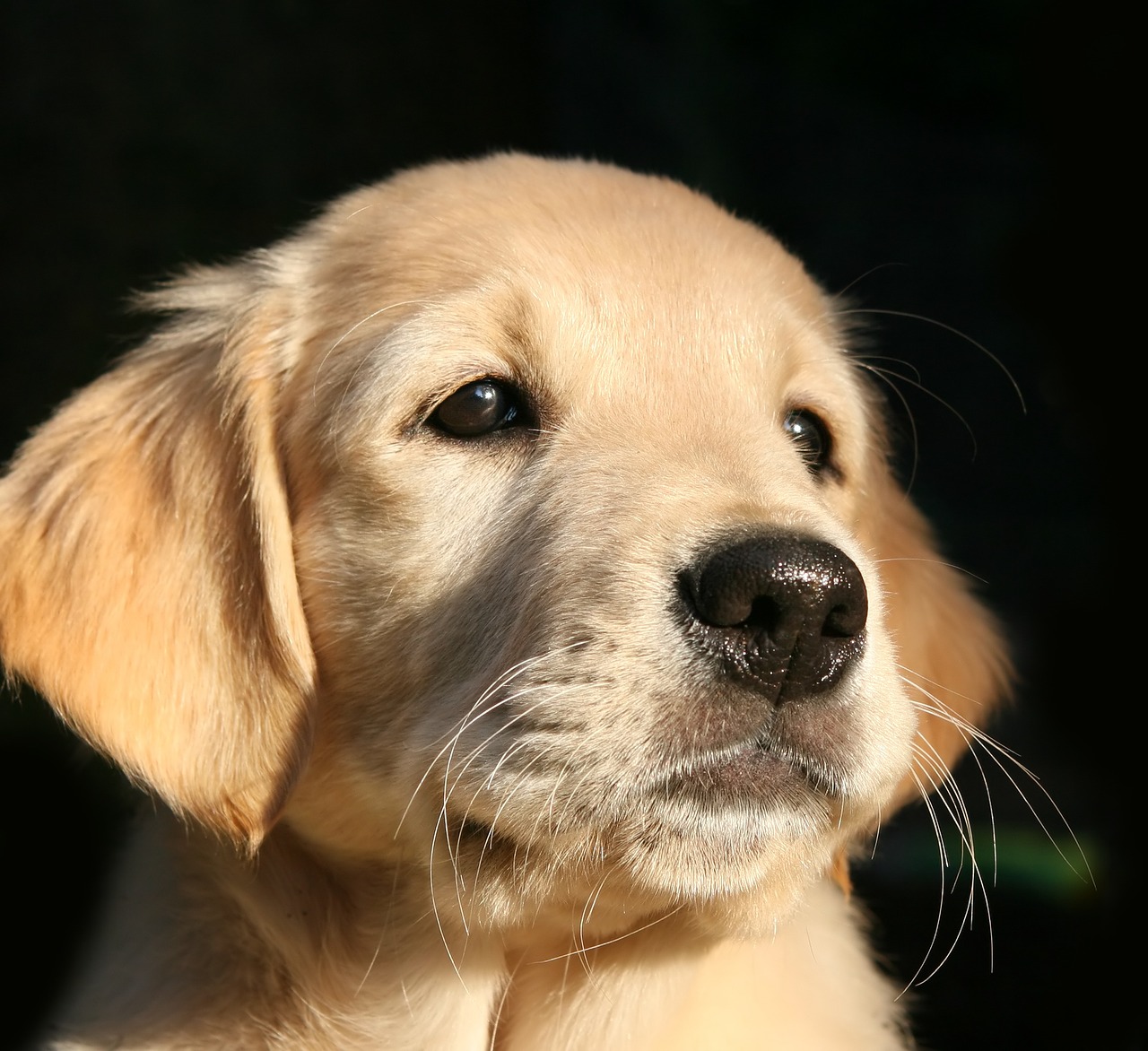 Šuniukas,šuo,auksaspalvis retriveris,šuo galvą,hundeportrait ...