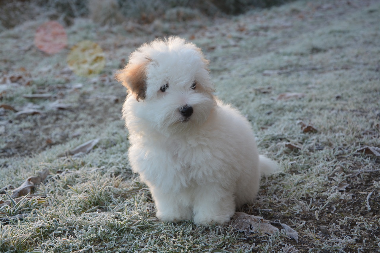 Šuniukas,kotona tulear,šuo,gyvūnas,baltas kailis - nemokamos nuotraukos ...