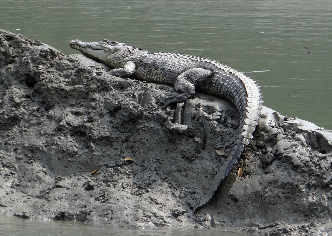 Sūrinis krokodilas,crocodylus porosus,estuarija,indijos ramiojo ...