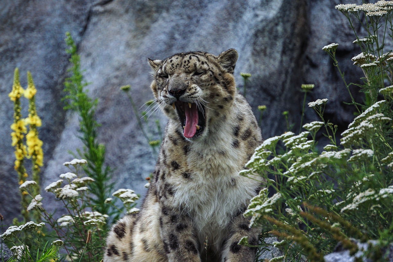 Sniego leopardas, predator, didelė katė, leopardas, gyvūnai - nemokamos ...