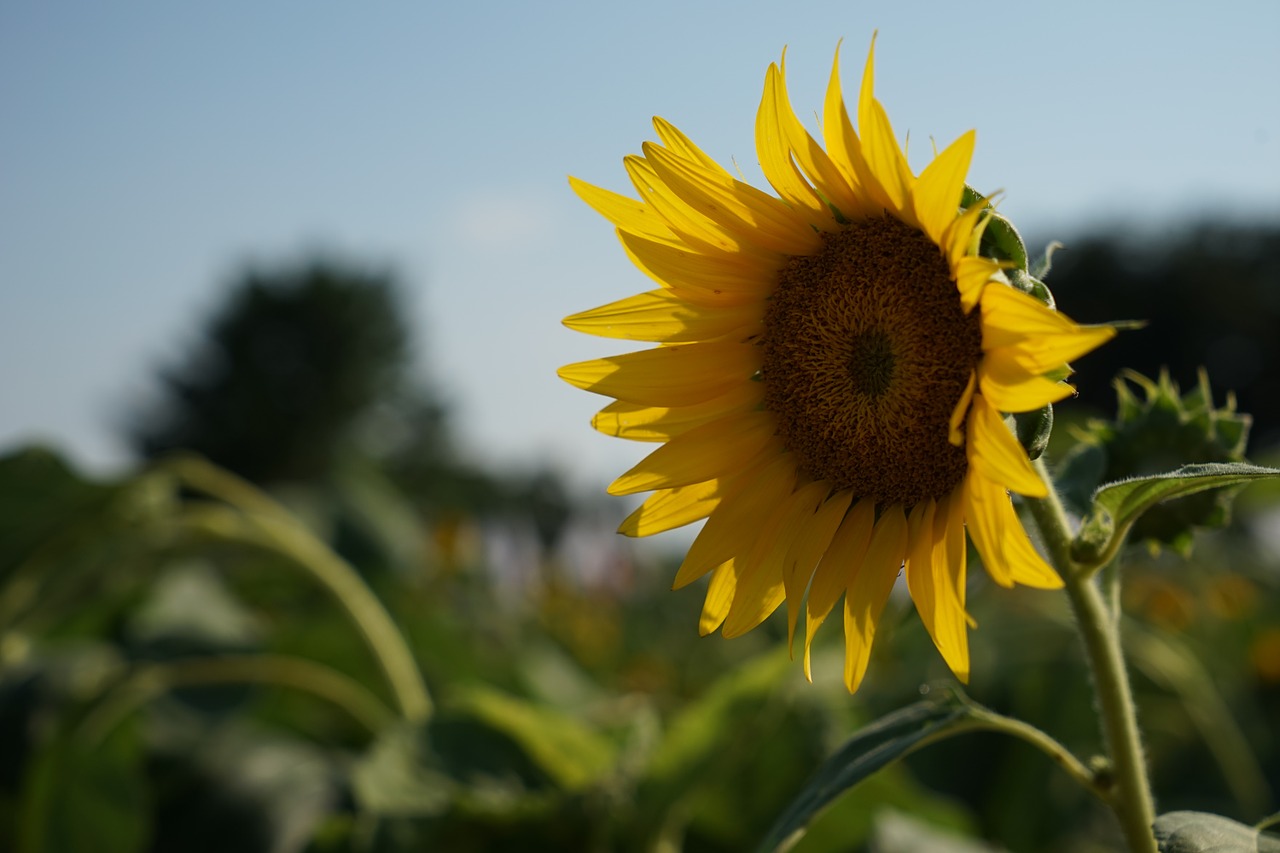 Saulėgrąžos,vasara,geltonos gėlės,gamta,pasėlių - nemokamos nuotraukos ...