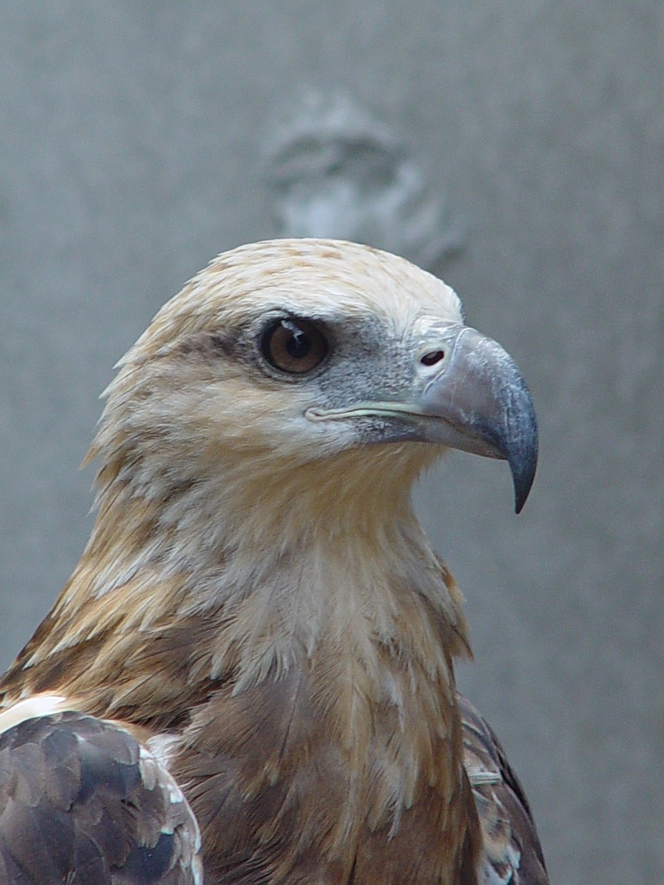 Baltasis erelis,adler,paukštis,plėšrusis paukštis,raptoras - nemokamos ...