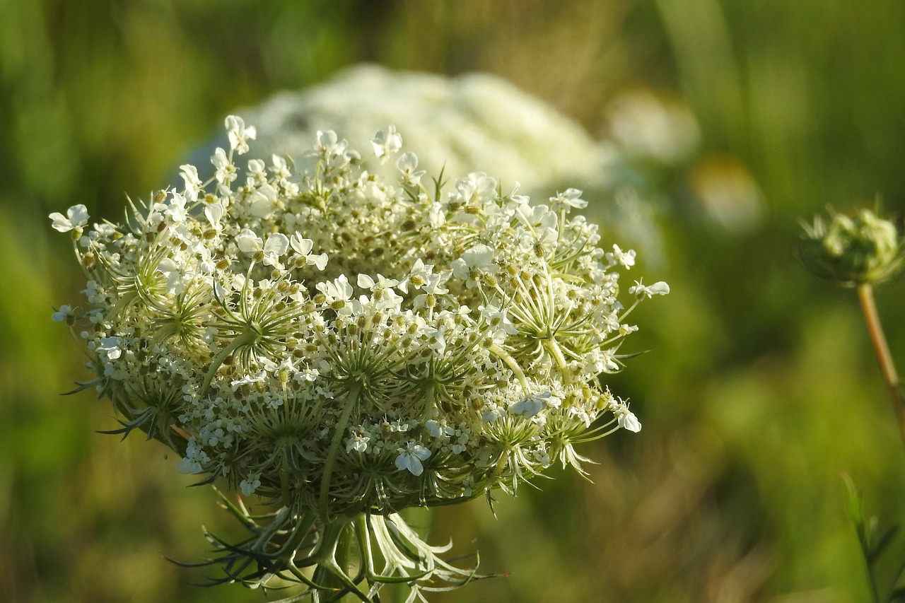 Laukiniai morkos,augalas,pievų augalai,umbelliferae,daucus carota ...