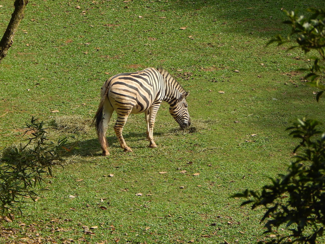 Zebra,zoologijos sodas,gyvūnas,dryžuotas,valgyti žolę - nemokamos ...